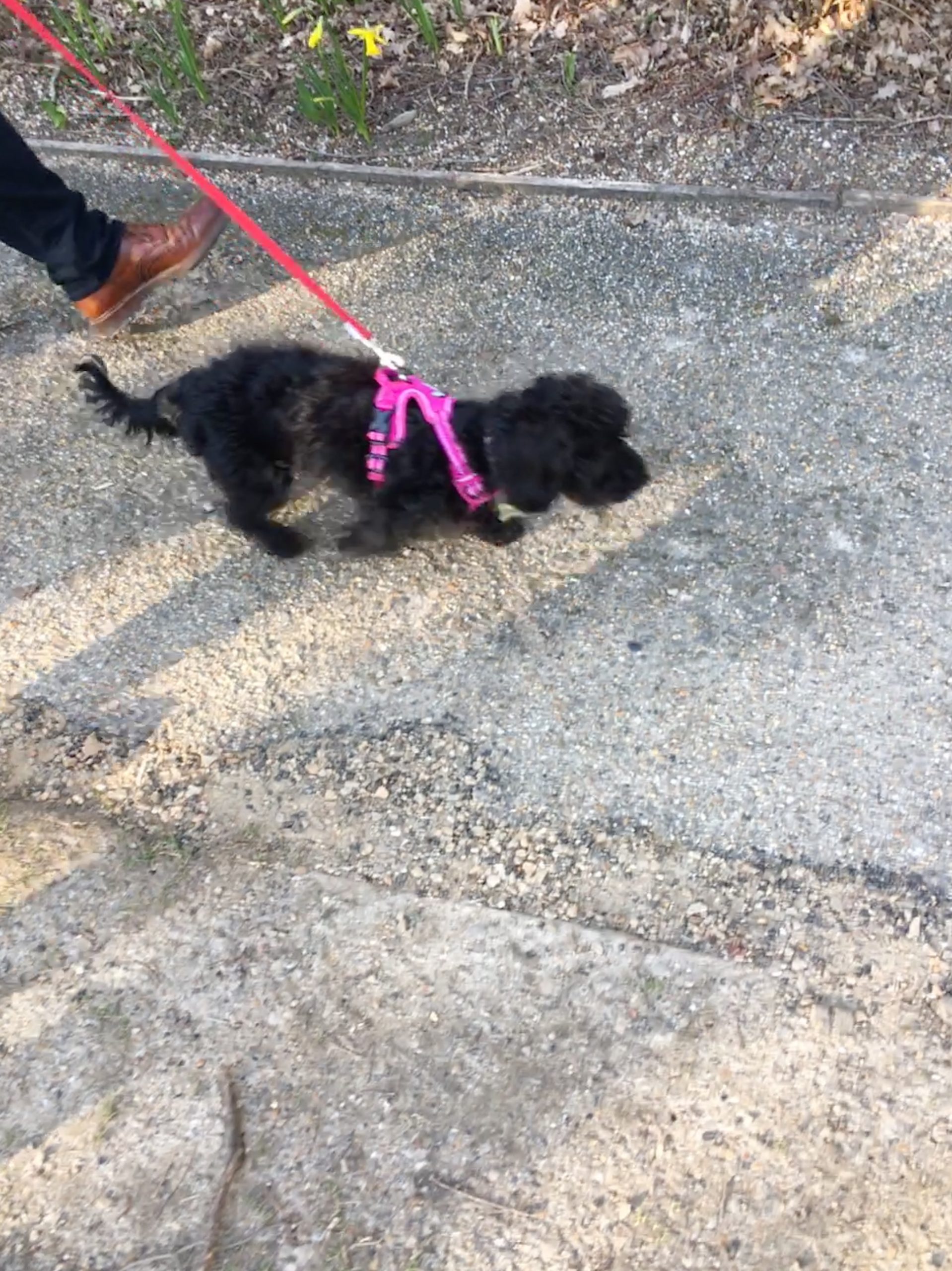 NationalTrust 古城 ハーフターム お出かけ 犬と一緒